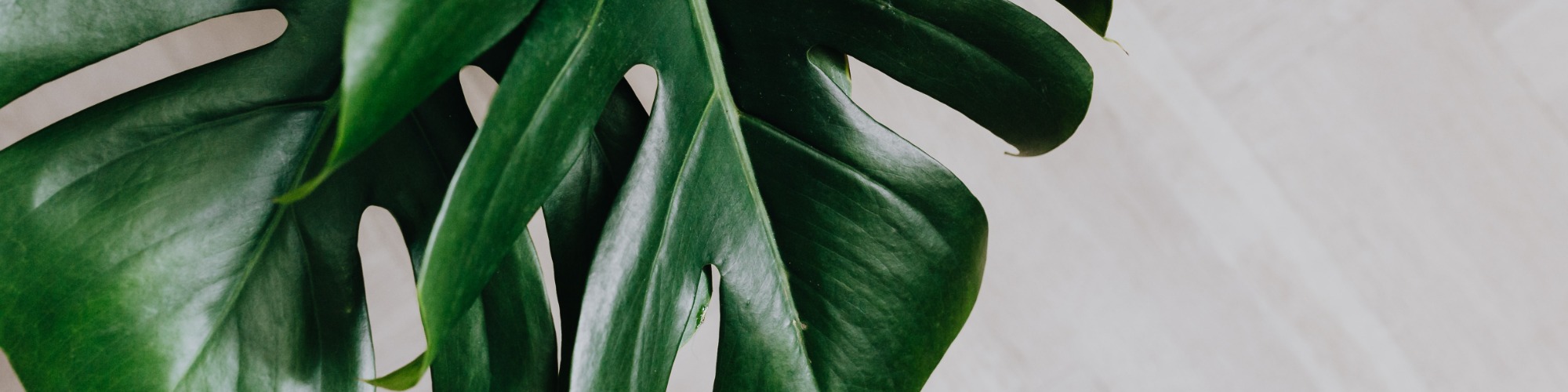 Monstera (Cheese plant) - Buy online