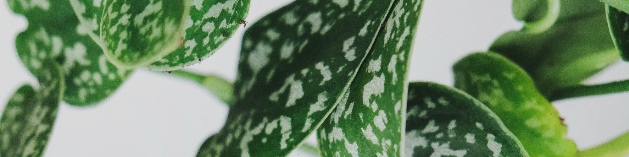 Epipremnum and Scindapsus (Pothos) - Buy online