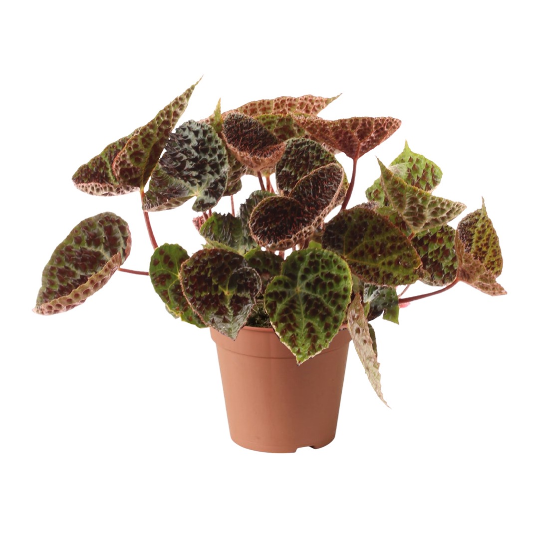 Begonia Rex Ferox - 25 cm