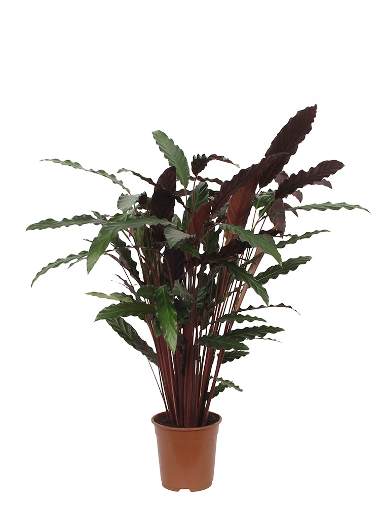 How to care for a Calathea plant?