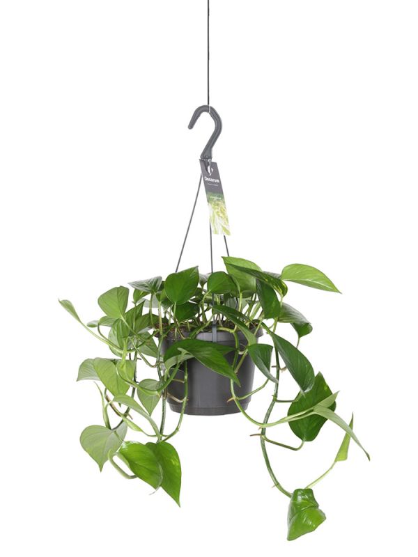 Epipremnum Aureum - 35 cm