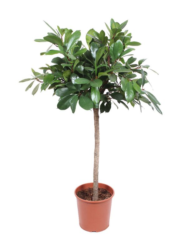 Ficus Cyathistipula - 150 cm