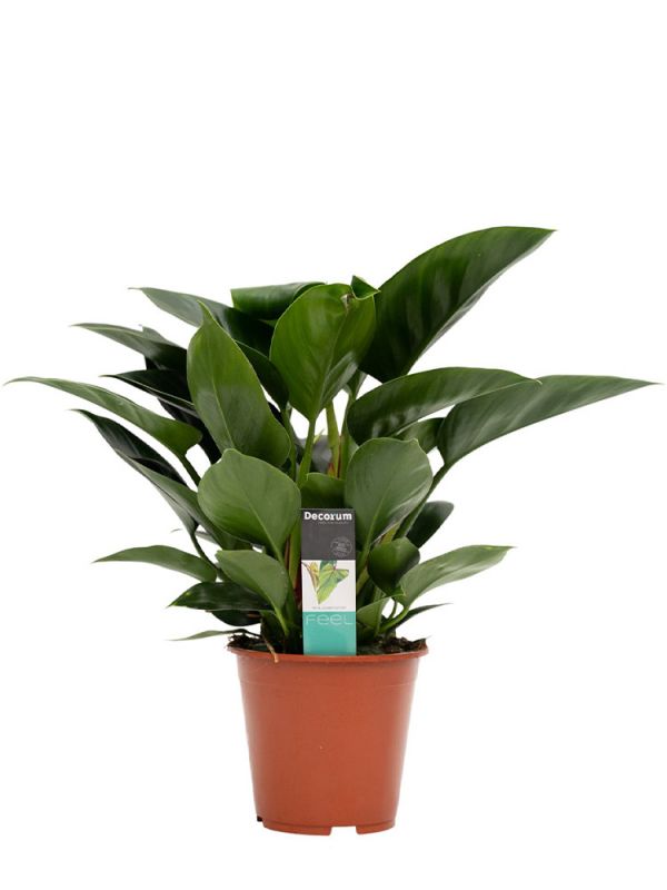 Philodendron Congo Apple - 65 cm