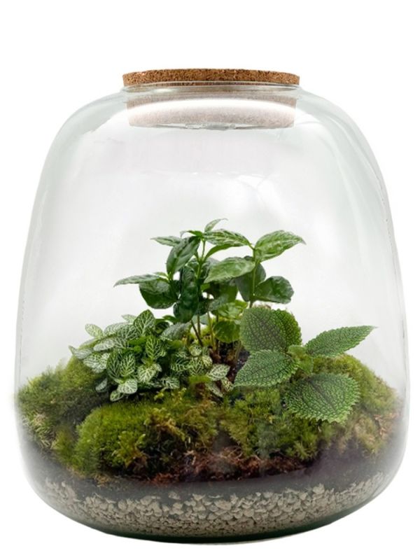 Jungle Oval Terrarium - Avec lame