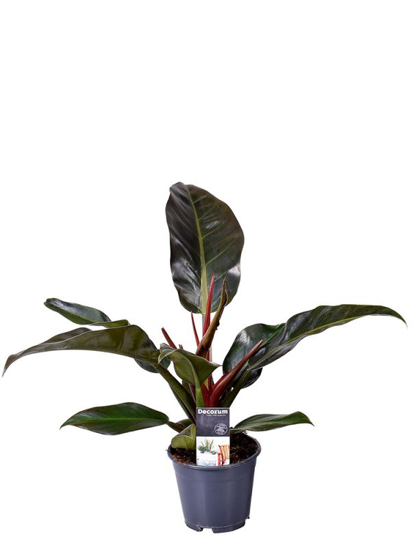 Philodendron Imperial Red - 30 cm