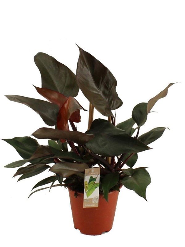 Philodendron Ruby - 75 cm