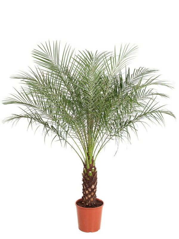 Phoenix Roebelenii - 120 cm