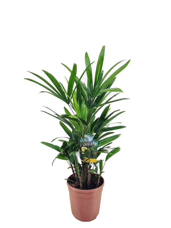 Rhapis Excelsa - 70 cm