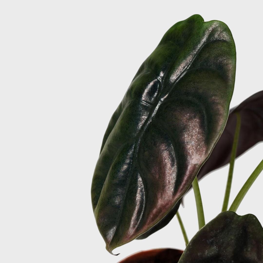 Alocasia Cuprea Red Secret - 30 cm