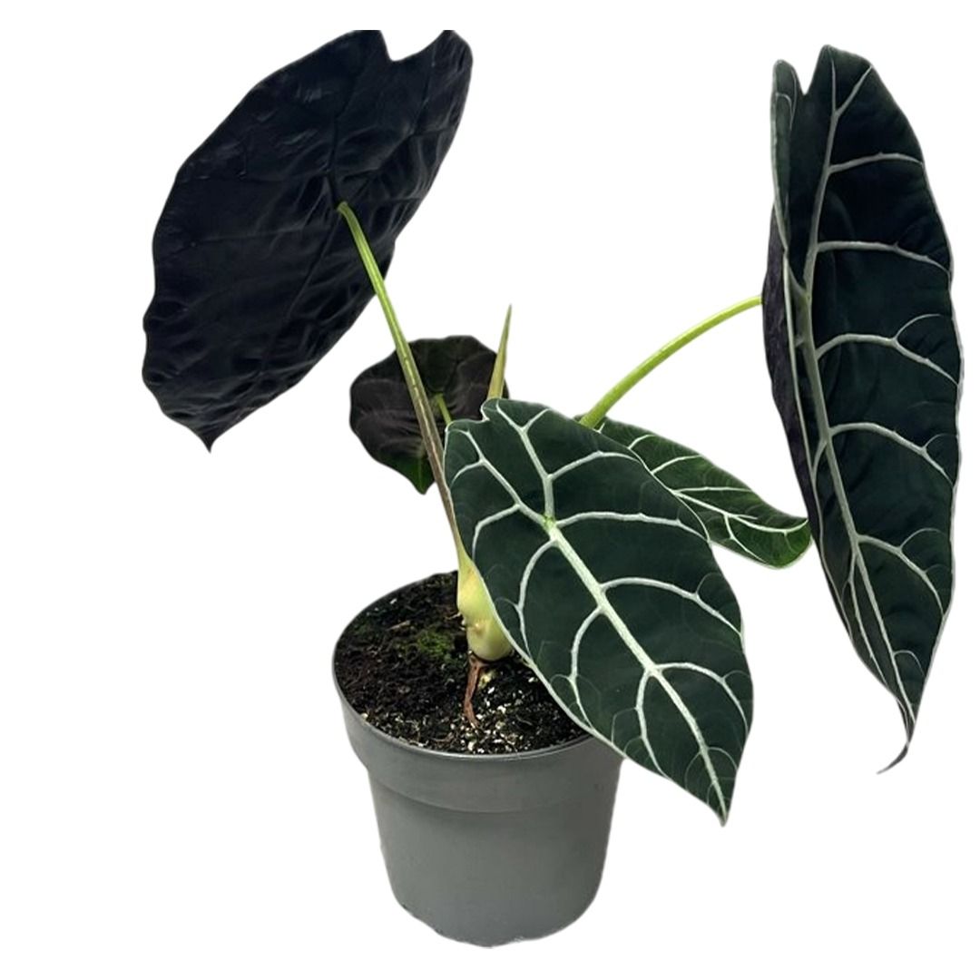 Alocasia Pride of Curup - 35 cm