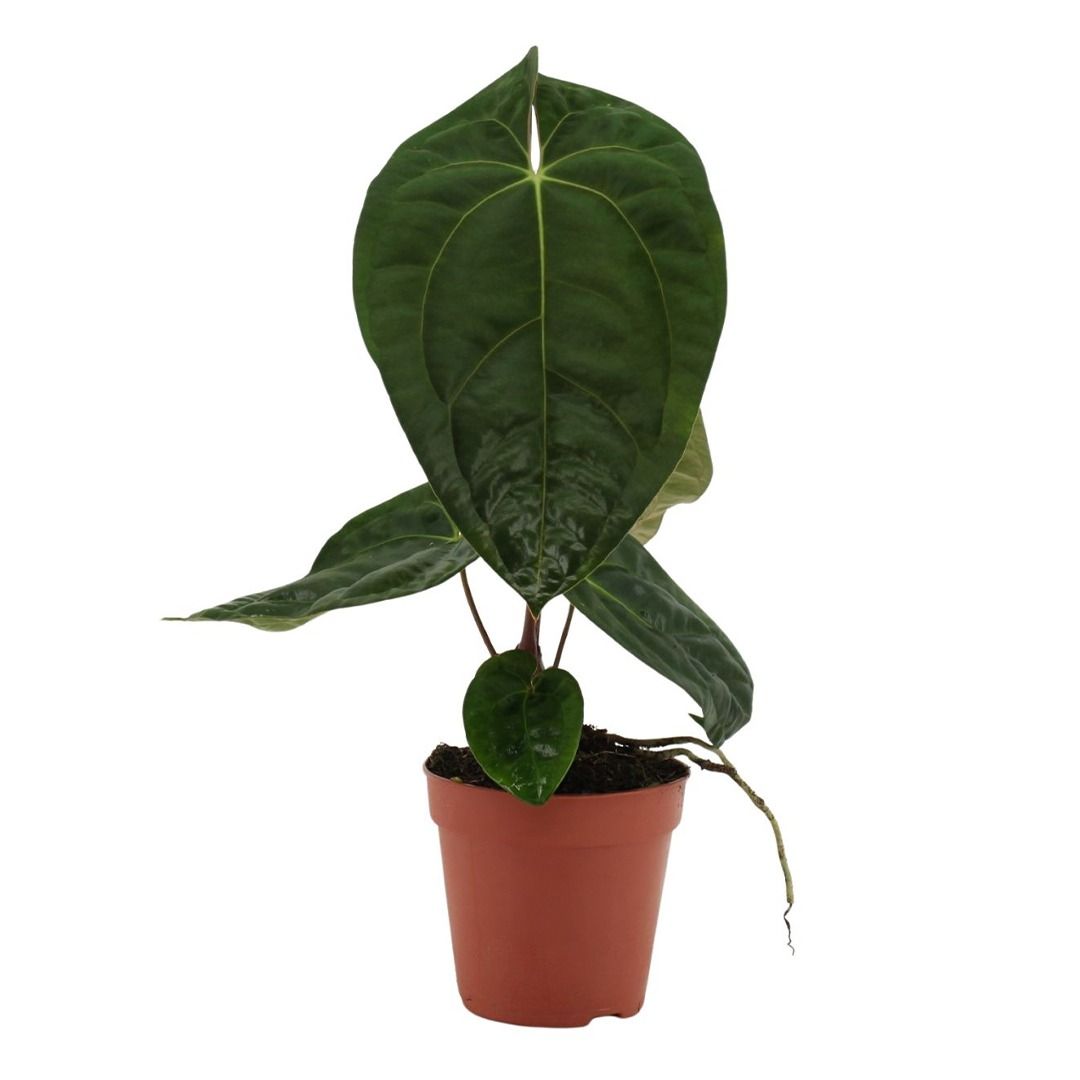 Anthurium Dark Phoenix - 25 cm