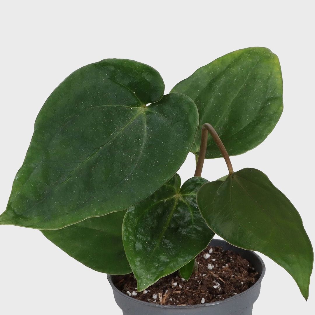 Anthurium Dark Phoenix - 25 cm