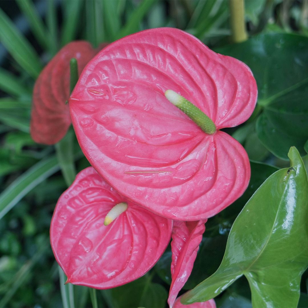 Anthurium Andraeanum Pink 2x - 40 cm