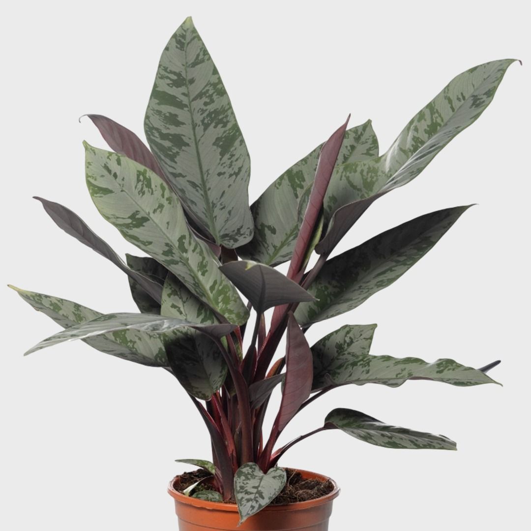 Apoballis Acuminatissima - 24 cm