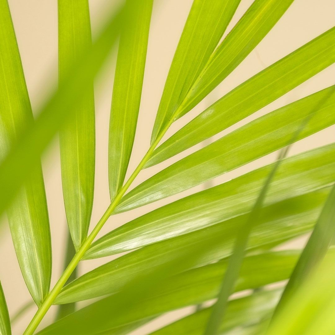 areca palm leaf