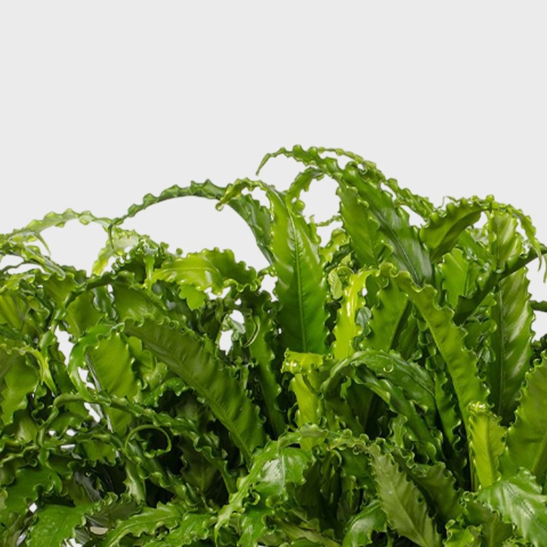 Asplenium Antiquum Osaka - 20 cm