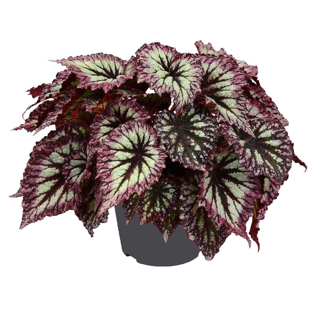 Begonia Rex Fireworks - 25 cm
