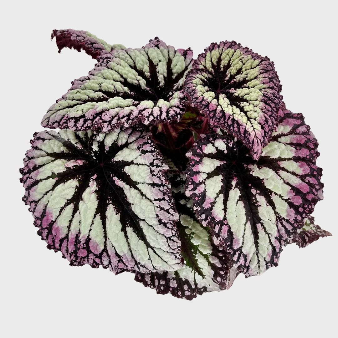 Begonia Rex Fireworks - 25 cm
