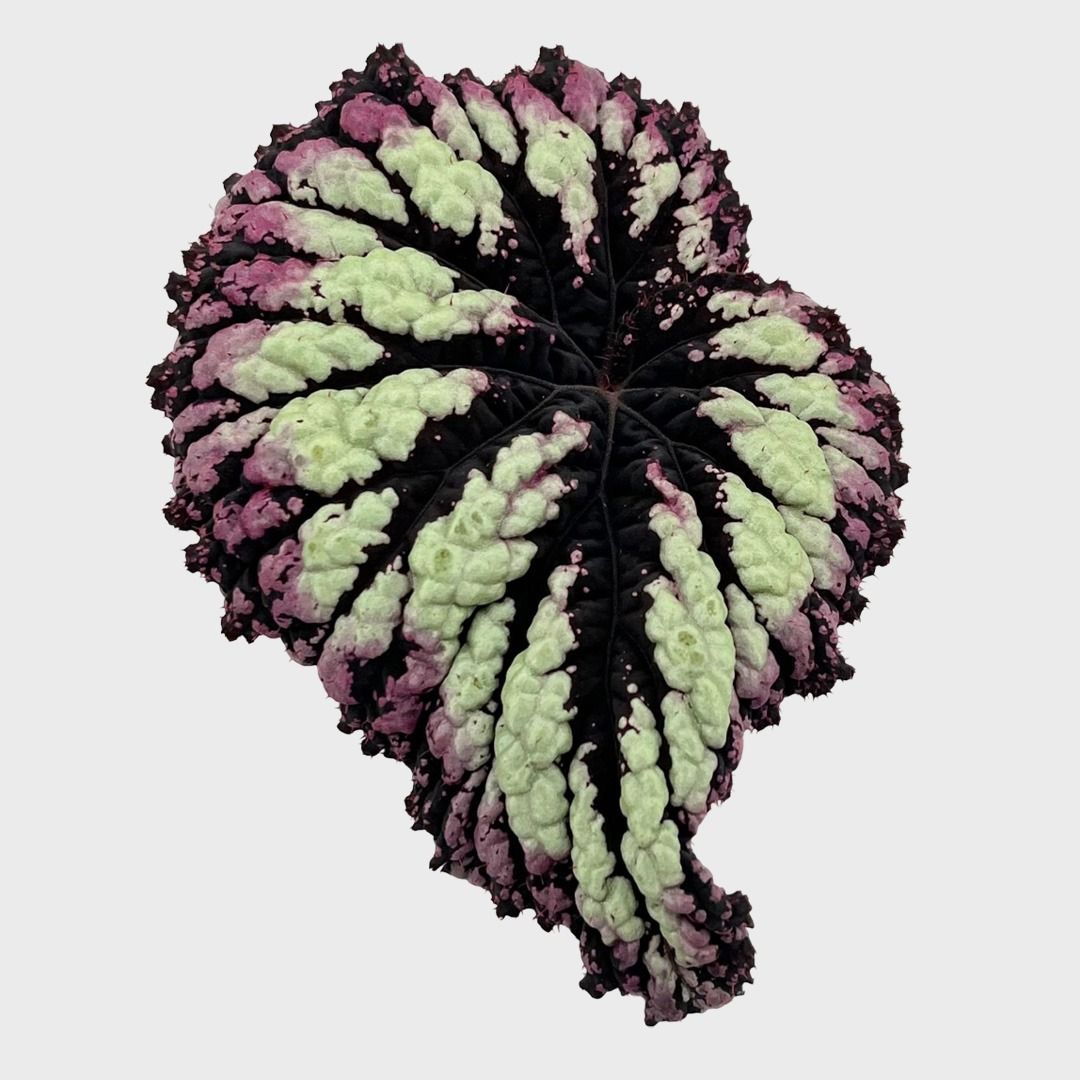 Begonia Rex Fireworks - 25 cm