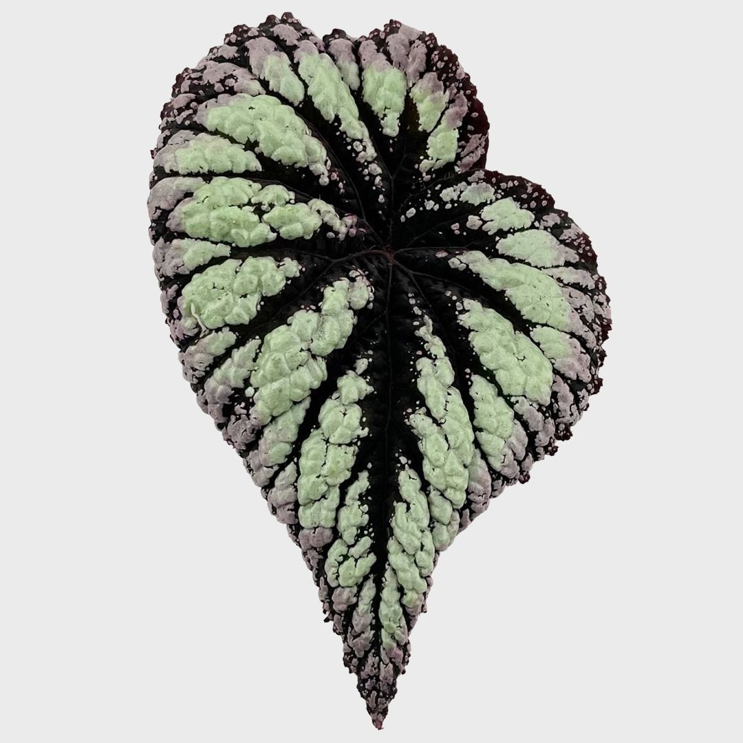 Begonia Rex Fireworks - 25 cm