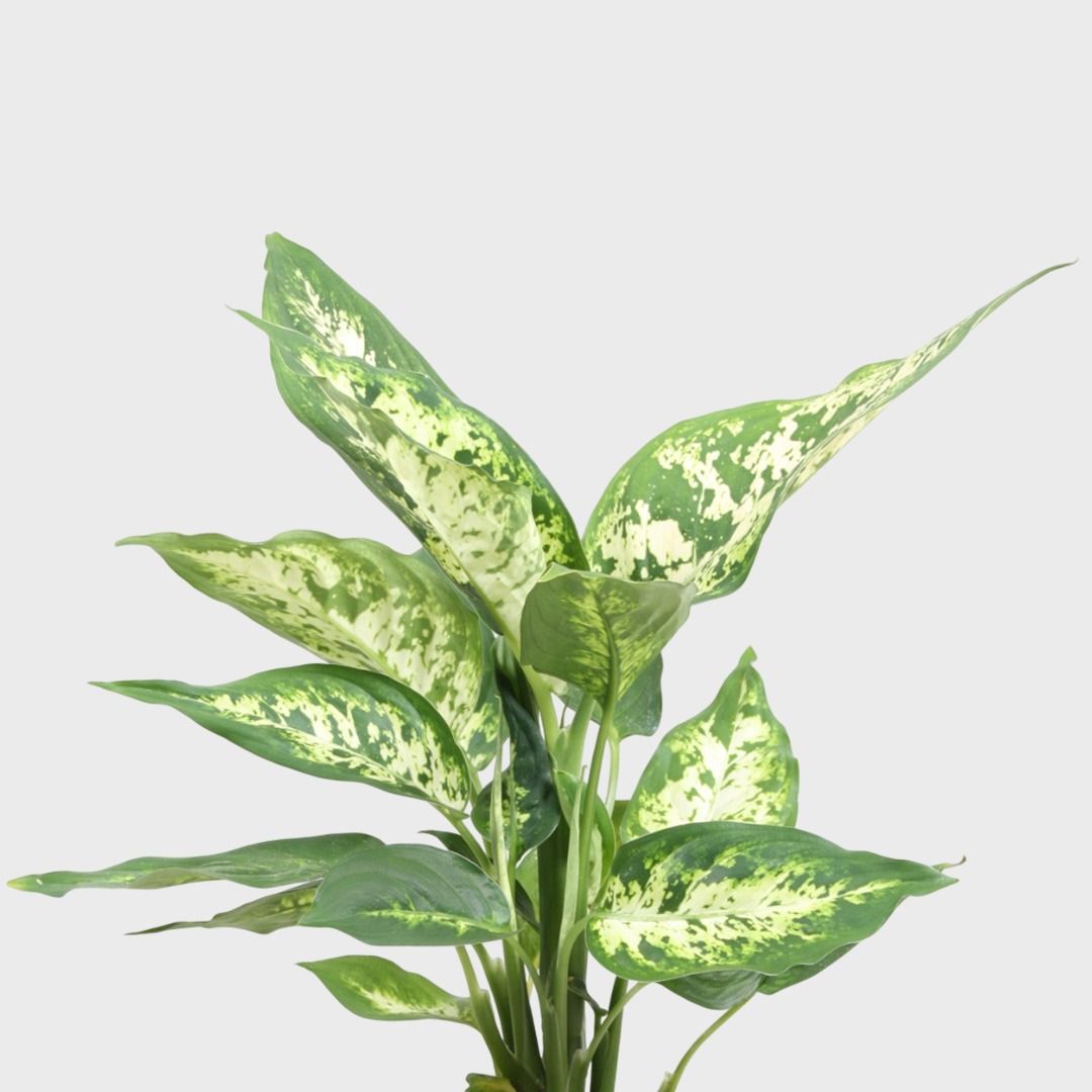 dieffenbachia compacta