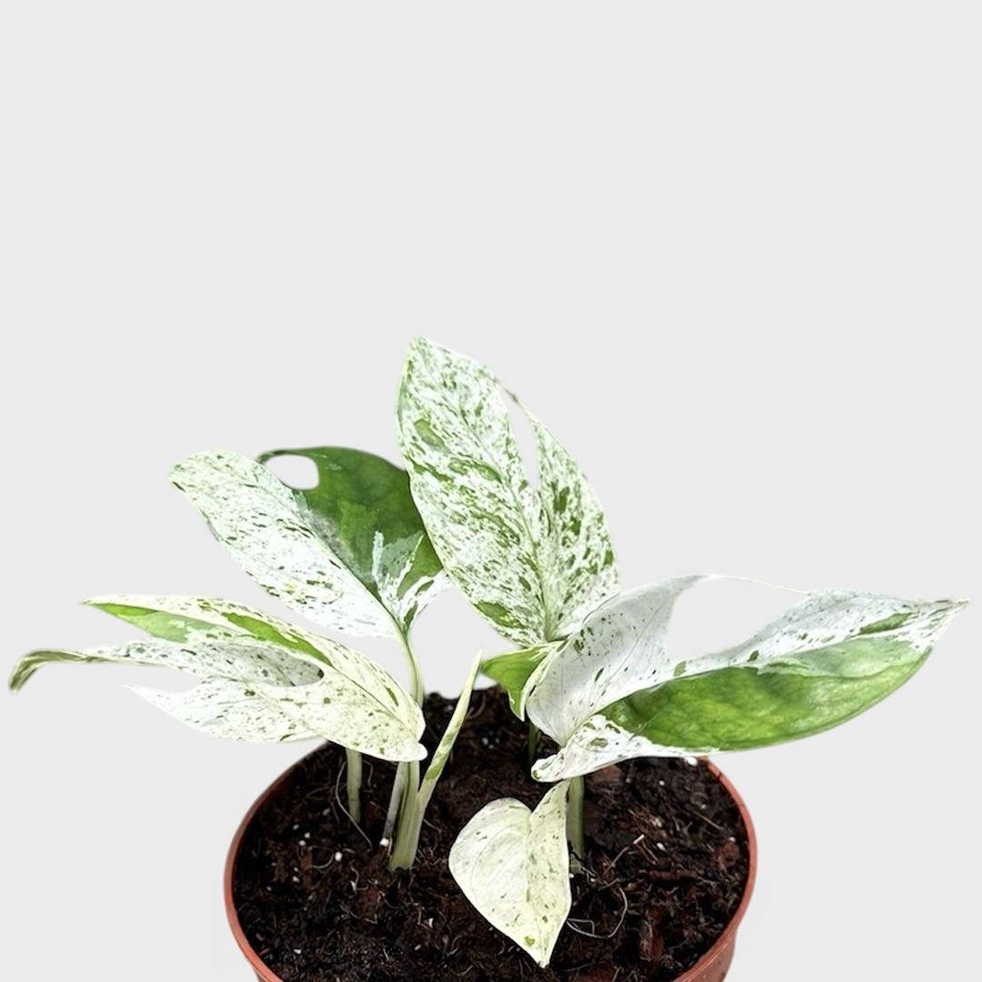 Epipremnum Marble Variegata - 60 cm