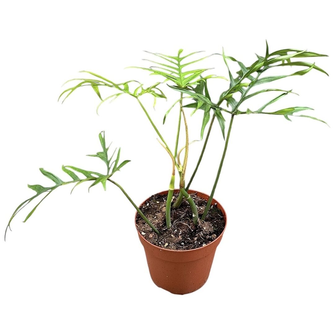 Philodendron Polypodioides - 40 cm