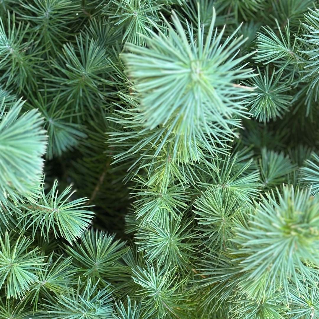 silver crest pine tree