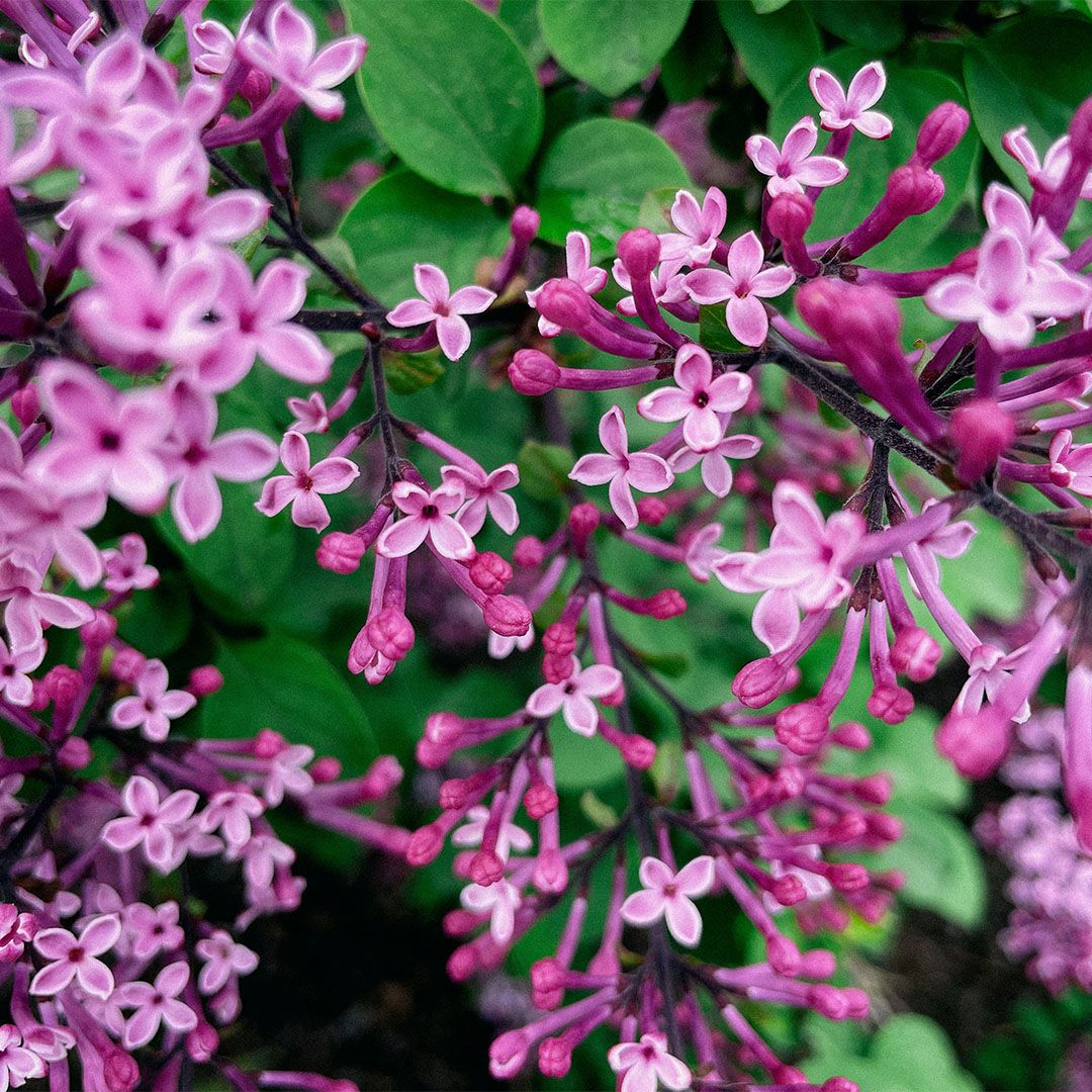 Syringa Bloomerang Dark Purple - 50 cm