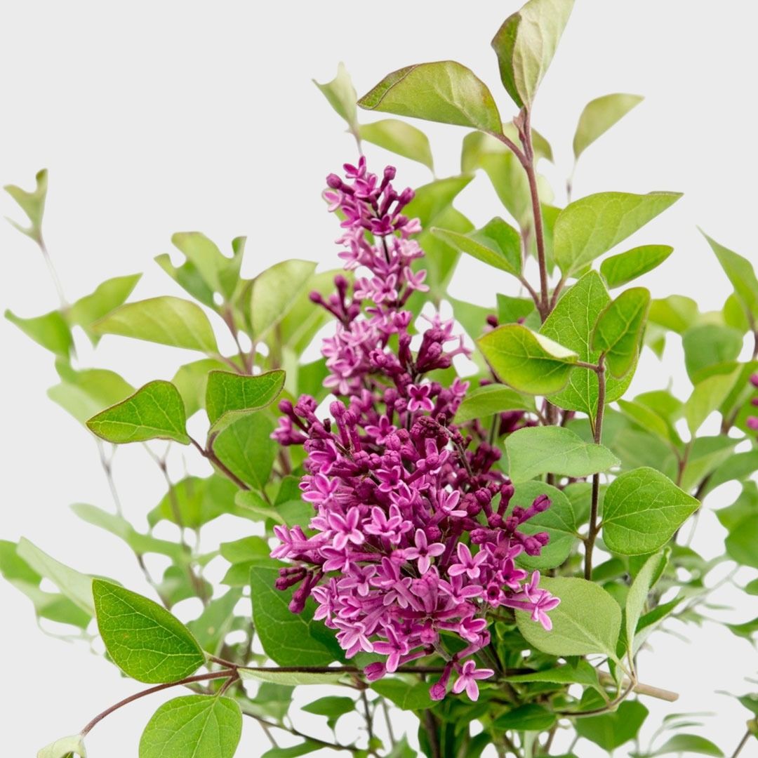 Syringa Bloomerang Dark Purple (Flieder) - 50 cm