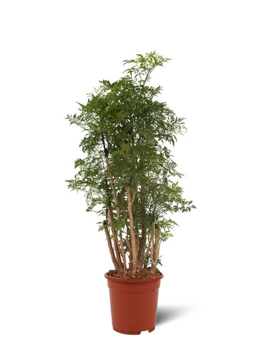 How to care for a Polyscias Aralia plant?