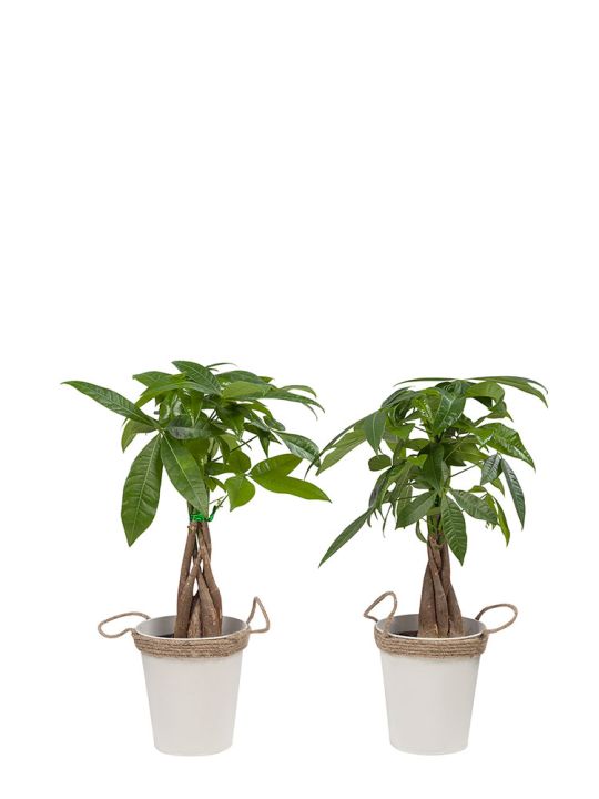 Money tree (Pachira aquatica) - Buy online • Free delivery
