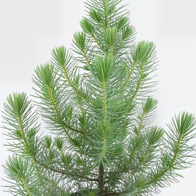 silver crest pine tree