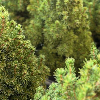 Pinus Pinea Silver Crest (Pinie-Schirmkiefer) - 50 cm