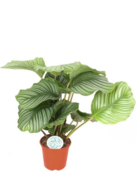 Calathea Roseopicta Angela - 80 cm