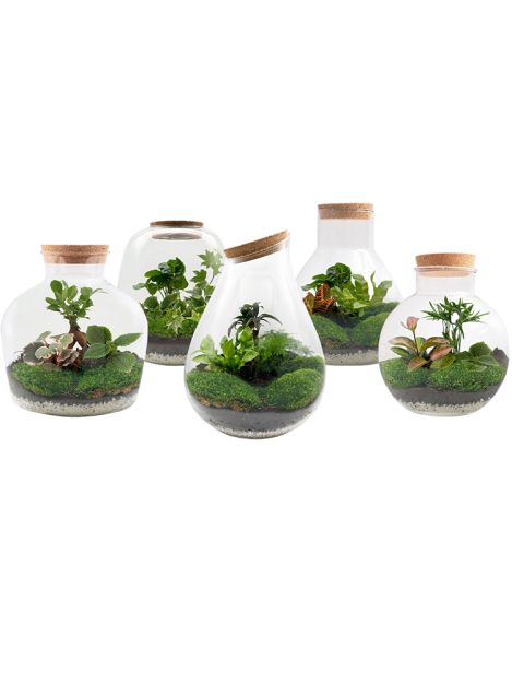 Hoya Drop XL Terrarium