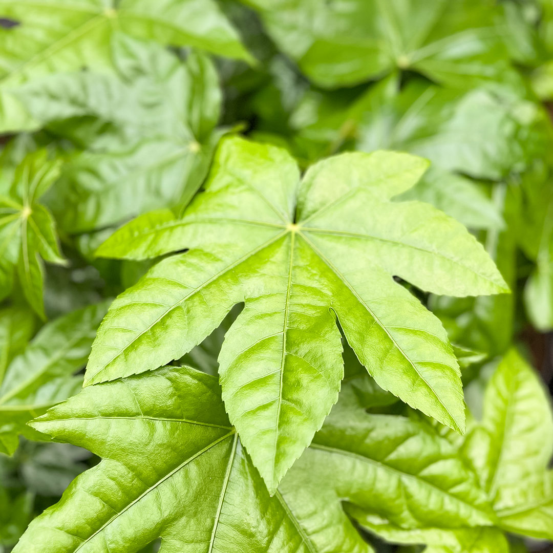 How to care for a Fatsia Japonica?