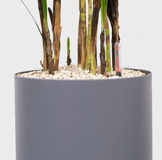 Verschillen tussen hydrocultuur en hydroponie planten